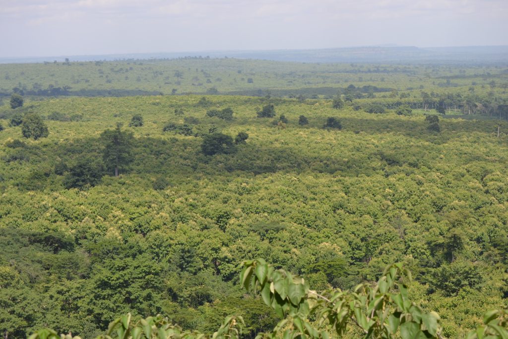 Forestry - Form Ghana