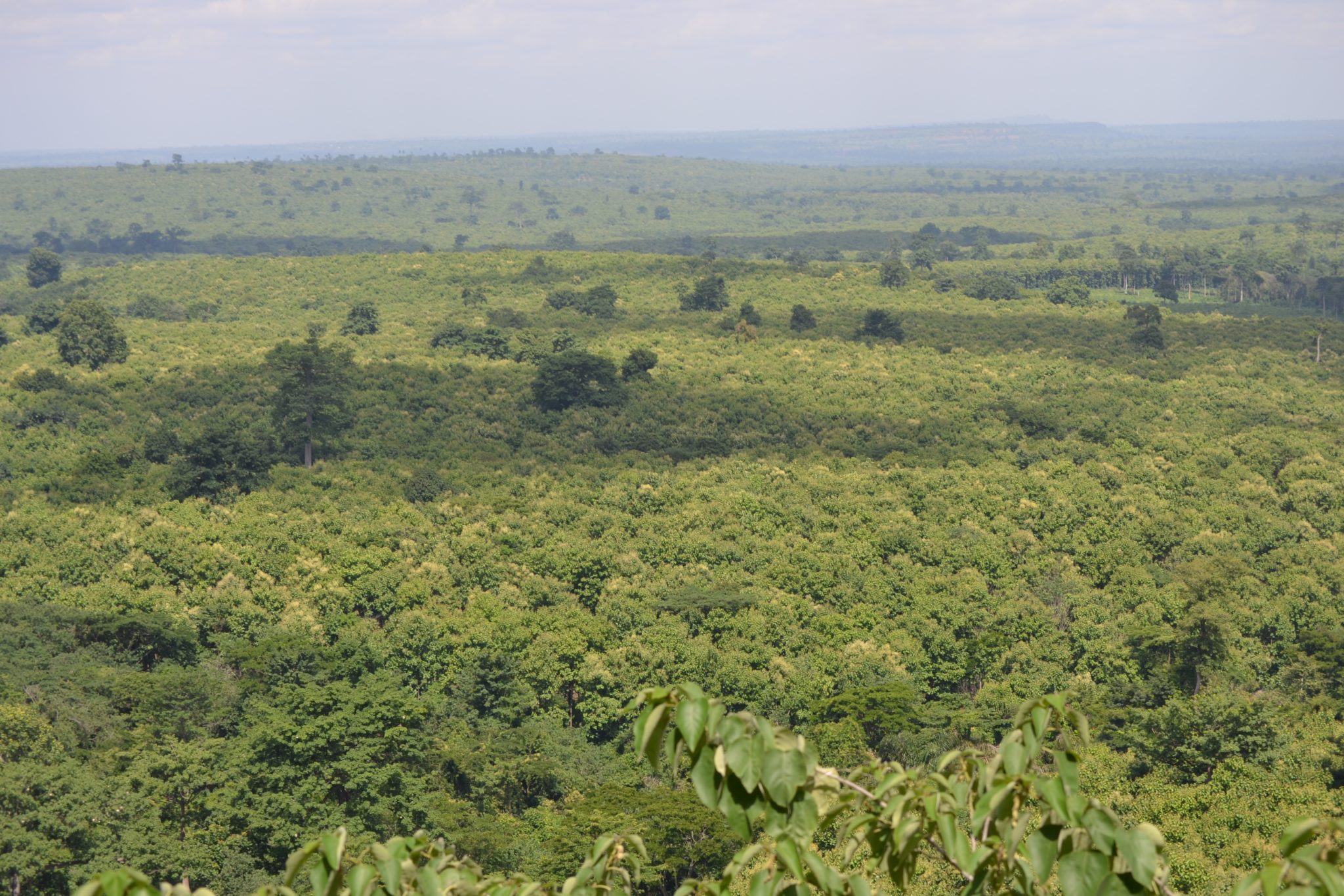 Forestry - Form Ghana